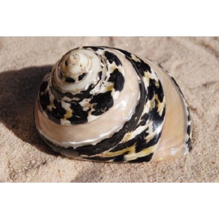 Turbo Pica Banded - 6cm Wholesale | Pastel Pines