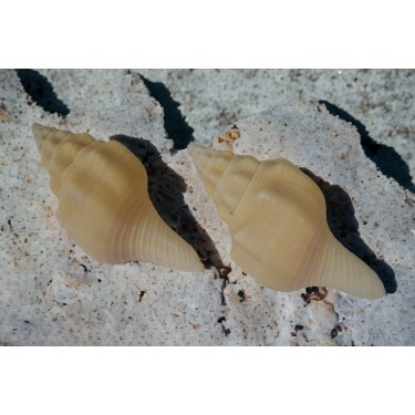 Indian Chank Shell 10 - 12cm Wholesale | Pastel Pines