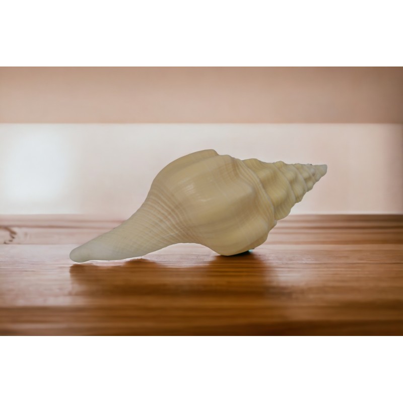 Indian Chank Shell 12- 15cm Wholesale | Pastel Pines