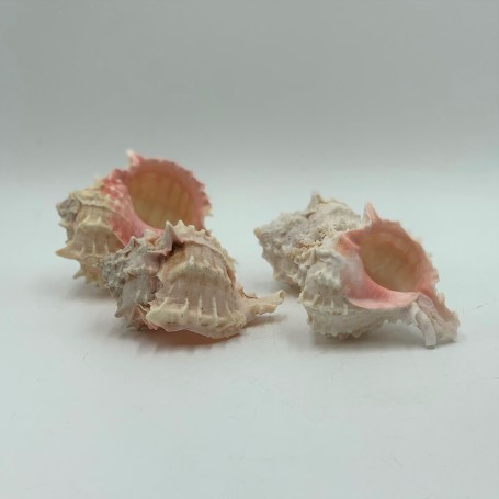 Pink Murex Shells - 1kg Wholesale | Pastel Pines