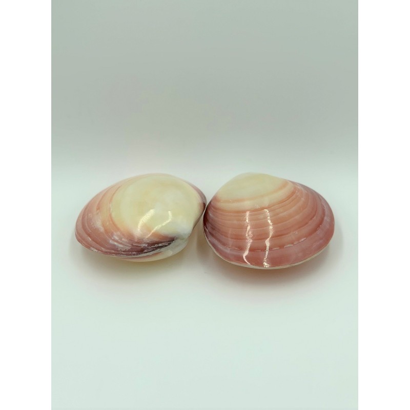 Buy Sea Shells By The Piece Wholesale Australia | PastelPines