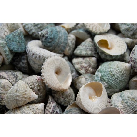 Green Trocha Shells - 1kg Wholesale | Pastel Pines